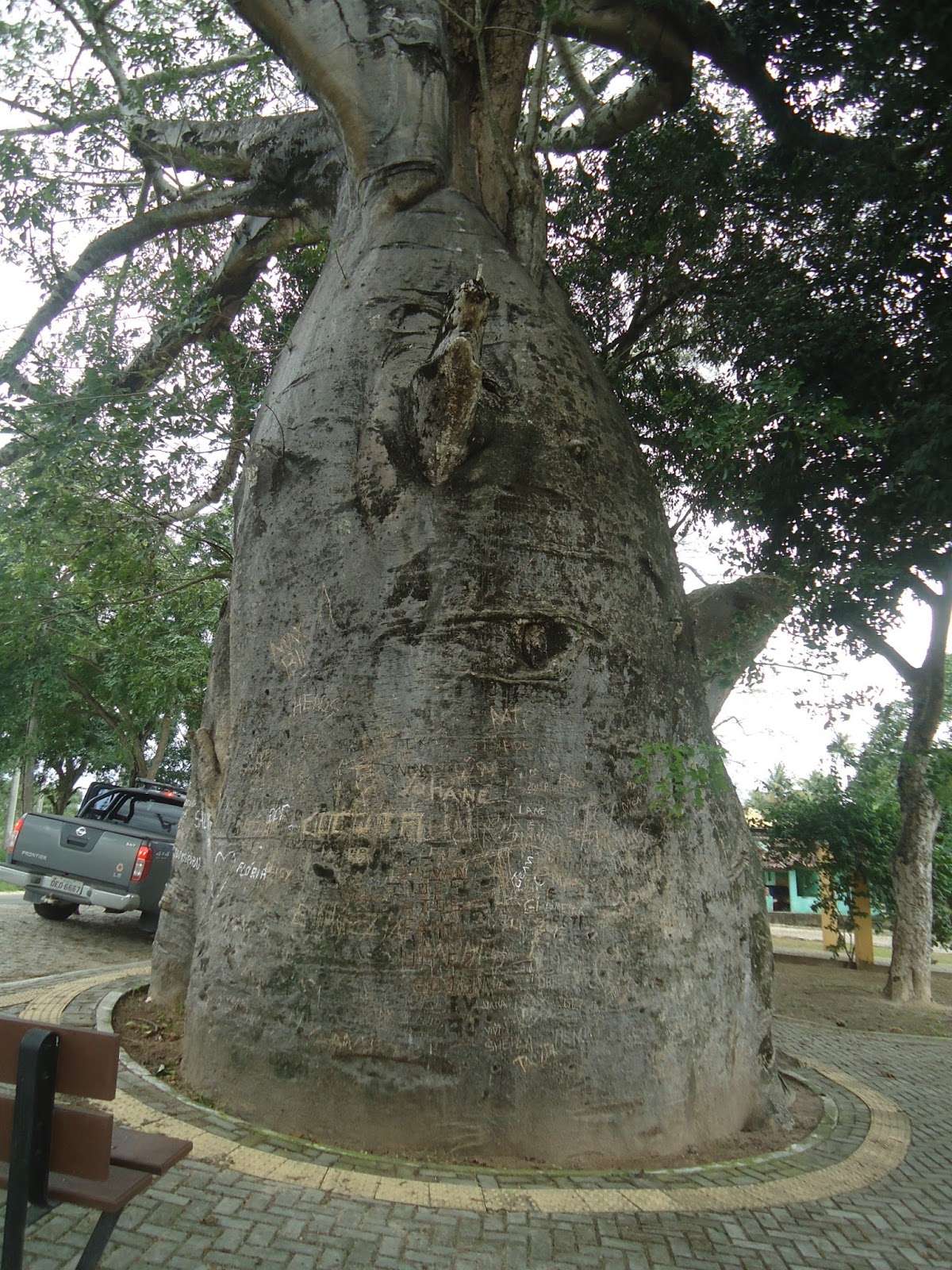 Curiosidades Vegetais: O baobá