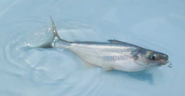 Tìm hiểu về nuôi cá tra bè | Kỹ thuật nuôi trồng.com