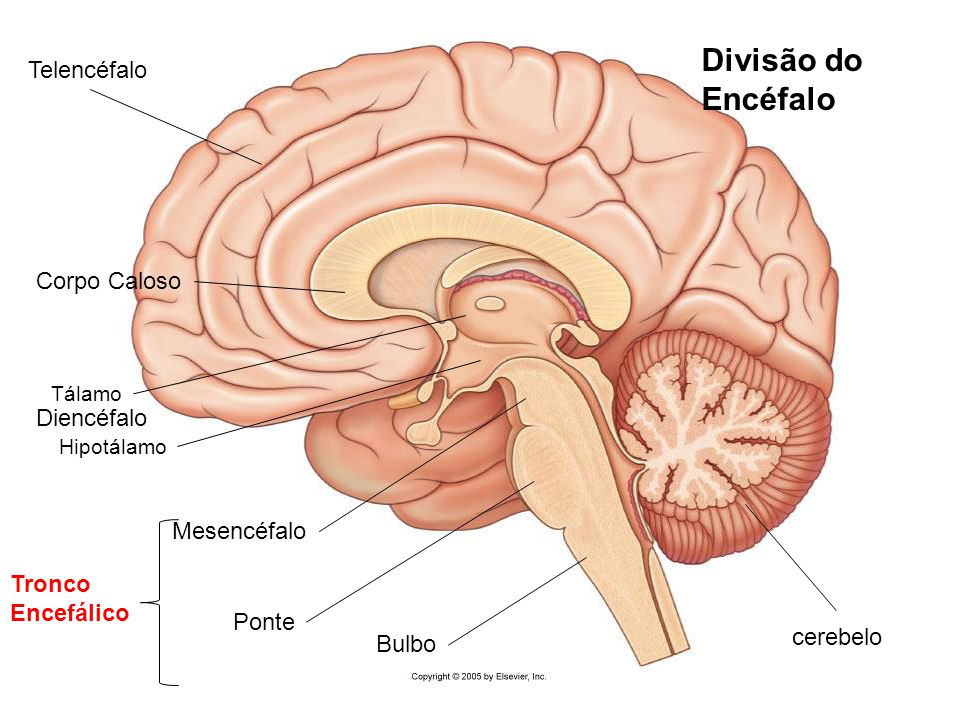 Sistema Nervoso Potenciais E Sinapses