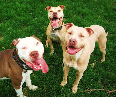 Rollin' With Rubi: The Advocate