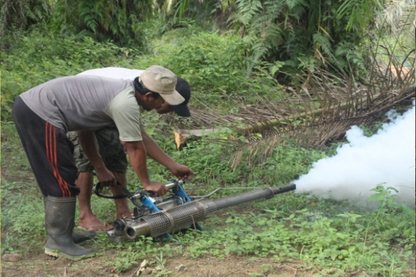 Membangun Perkebunan Kelapa Sawit: Hama Ulat Api Parasa Lepida
