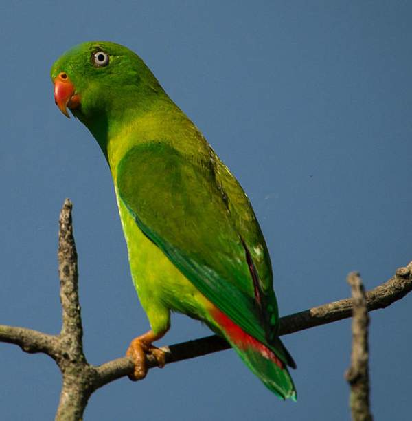 Vernal hanging parrot Images | Birds of India | Bird World