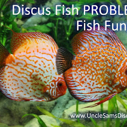Uncle Sam's Discus - Blog