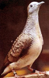 Mengenal Burung Perkutut | Arena Burung