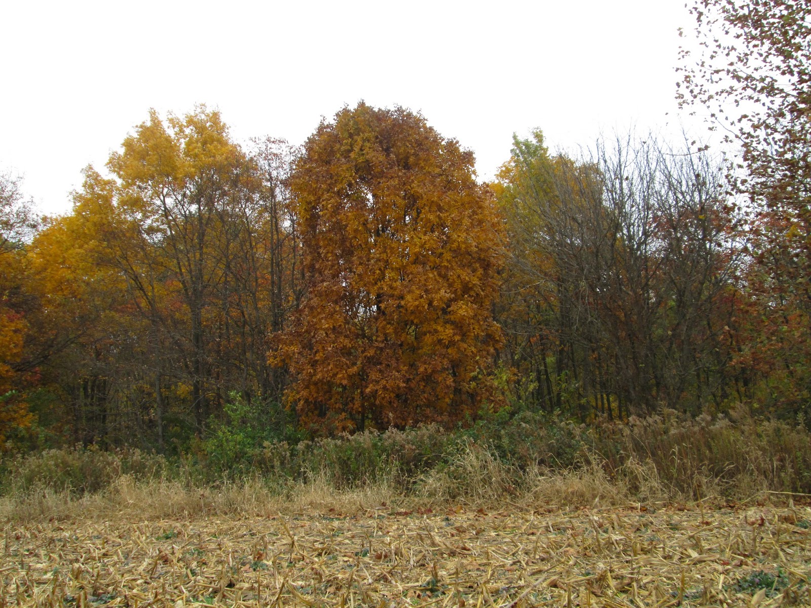 Fall Colors - Cultivation Of Crops