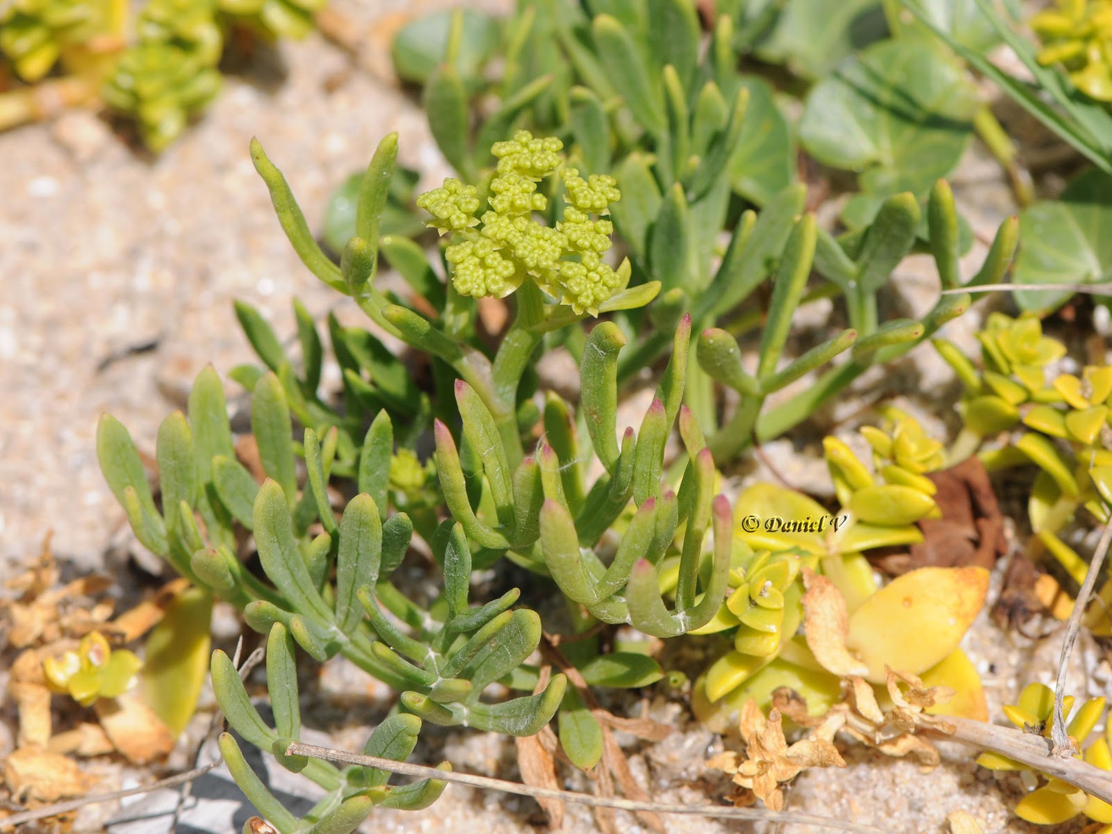 Macrophoto plaisir passion: La Criste marine, Crithmum maritimum, ou ...