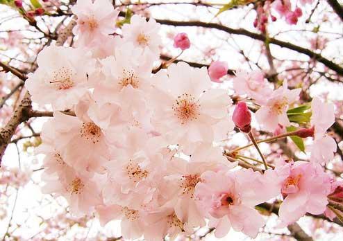 SEJARAH BUNGA SAKURA : TERNYATA ADA BUAHNYA ~ paramaya