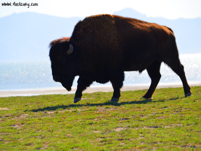 Fast Cory: Buffalo Run 100 Here I Come