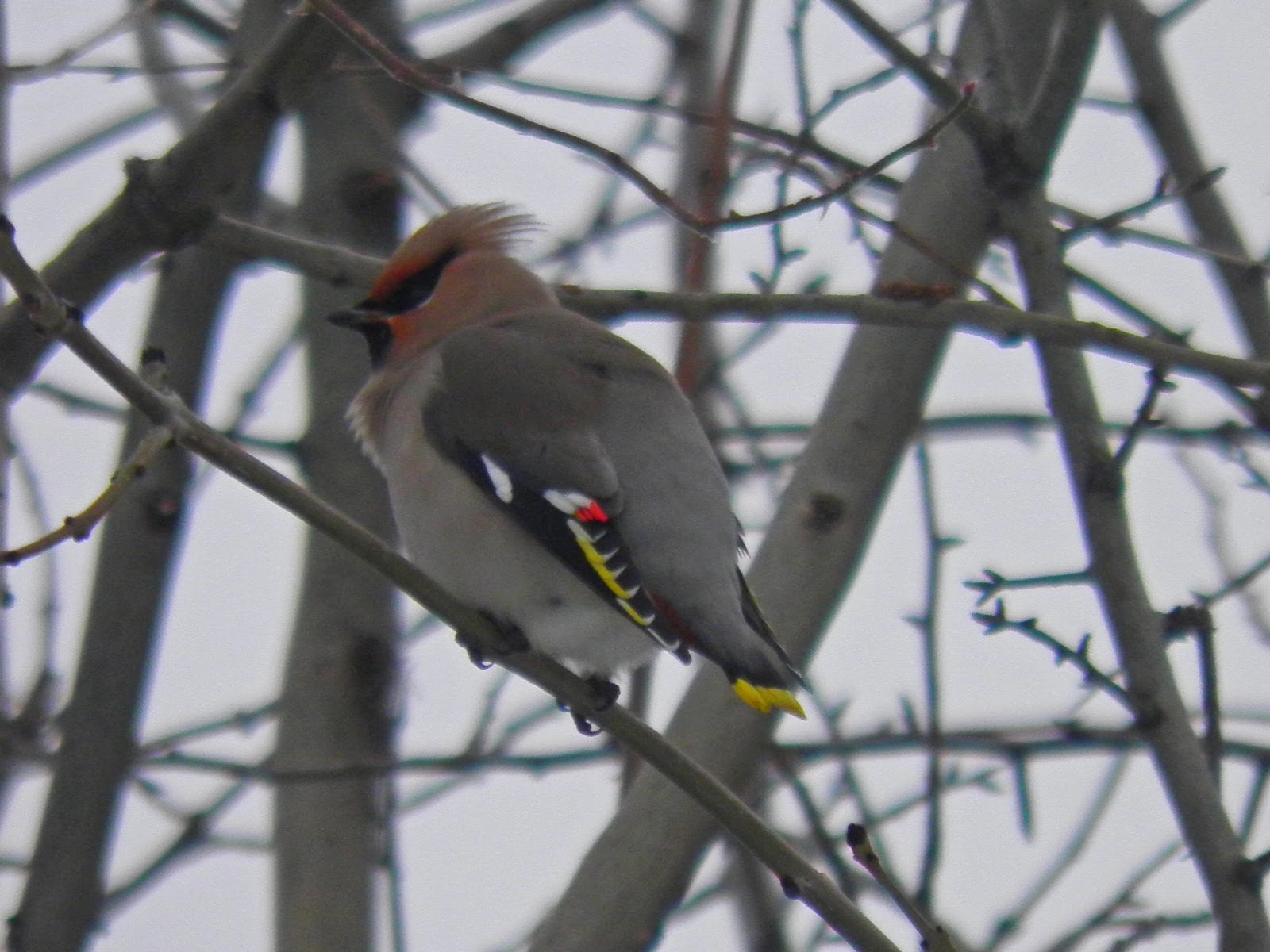 PASARI DIN ROMANIA: MATASAR (1), Bombycilla garrulus