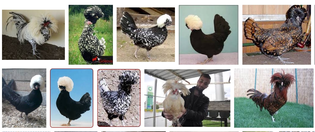 d v d - düşünceler ve dünya: Özel cins tavuklar