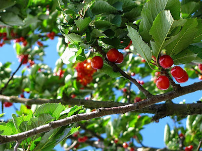 Pohon Cherry - Wallpapers HD