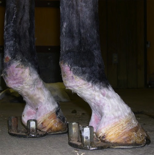 Fran Jurga`s Hoofcare + Lameness: Custom Unibar Brace and Platelet-Rich ...