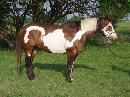 HD Animals Wallpapers: Pinto Horse Pictures