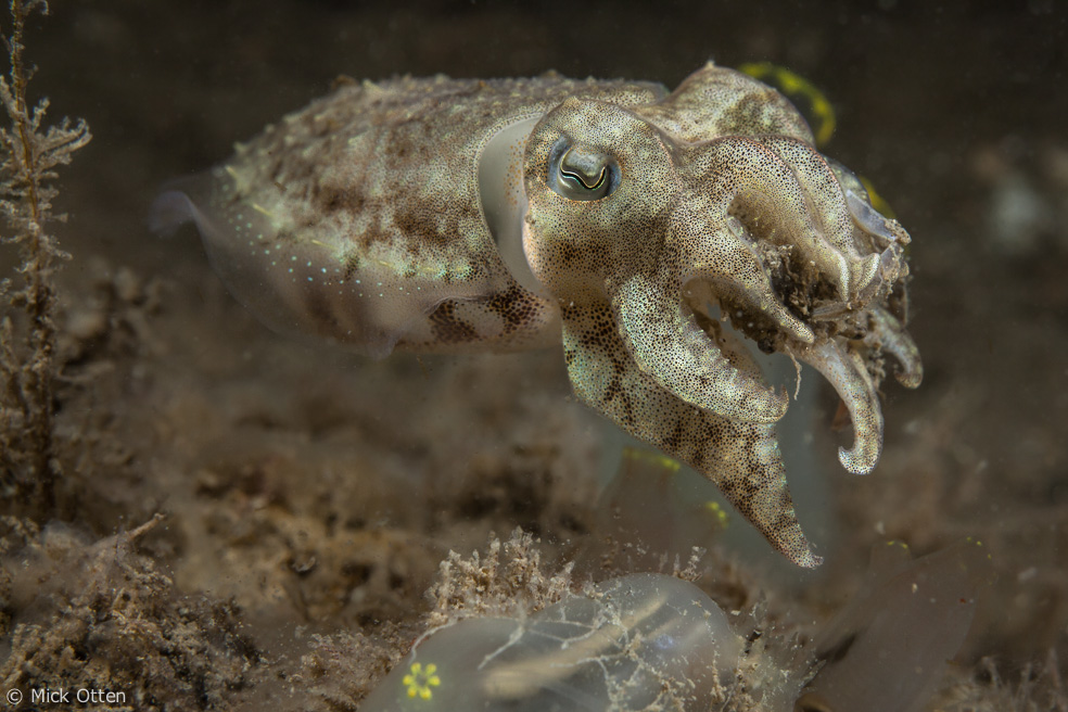Mick's marine biology: Common cuttlefish: chameleon of the sea