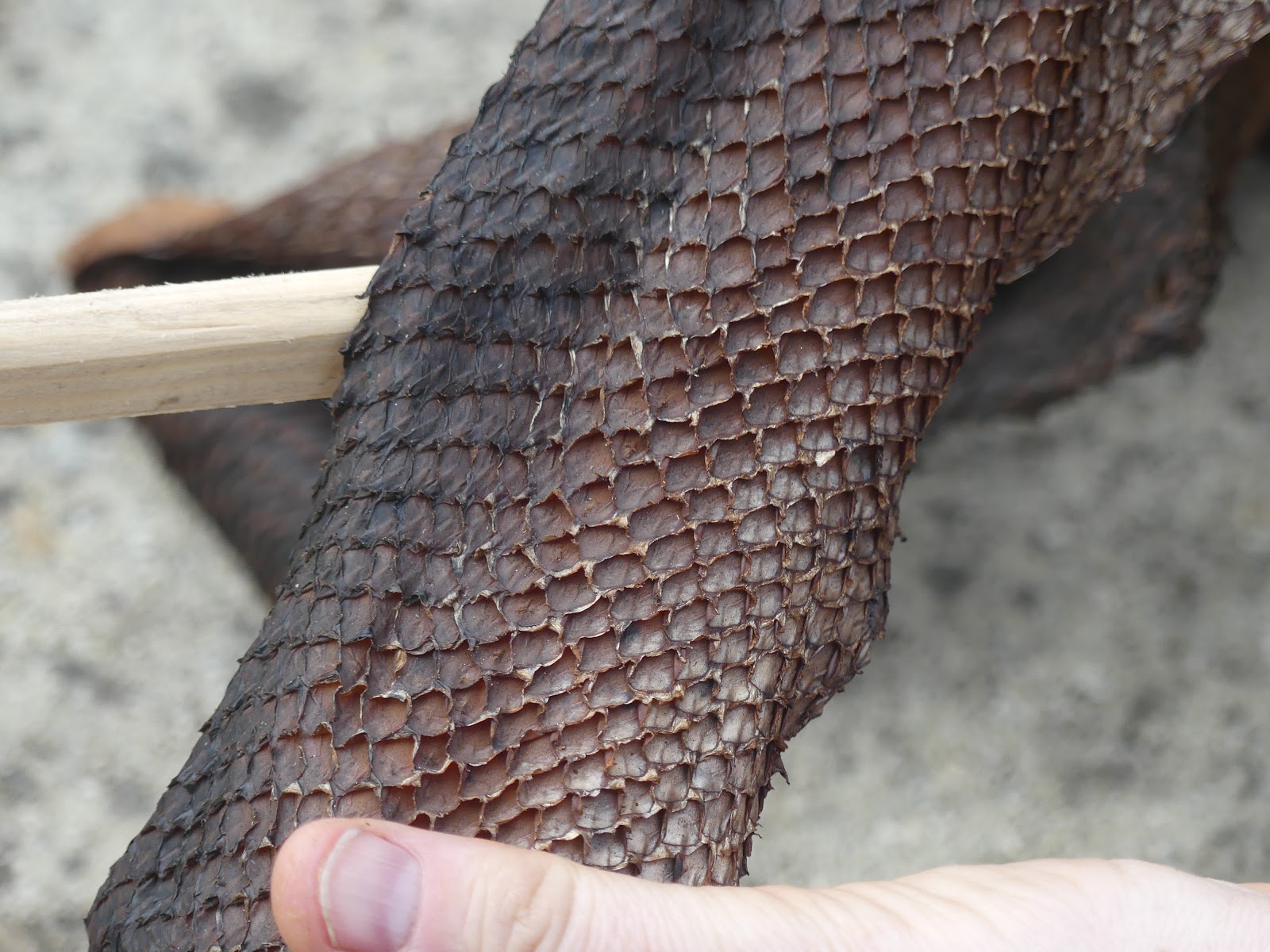 The Outdoor Traditionalist : Fish Skin Leather