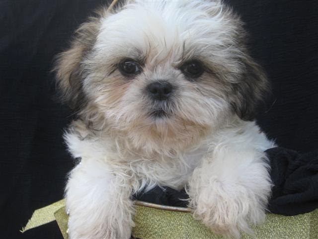 Rules of the Jungle: Shi Tzu Puppies