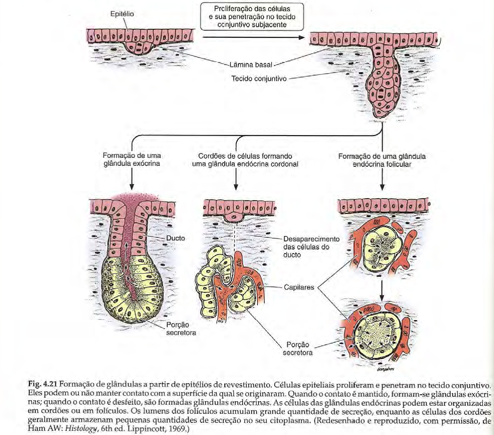 Biologia celular e tecidual: Epitélio Glandular