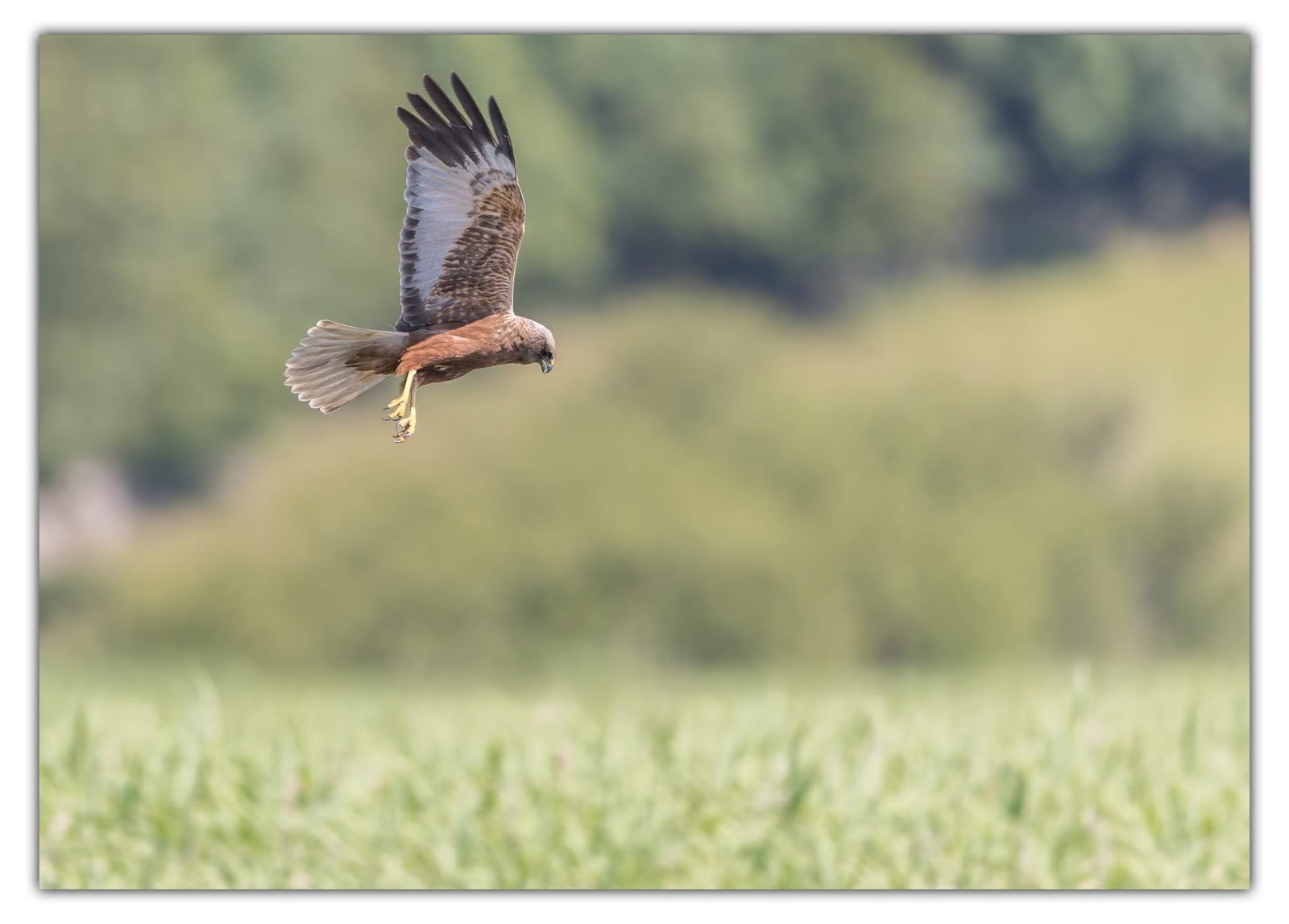 Dave Mcculley Birding: Marsh Harrier