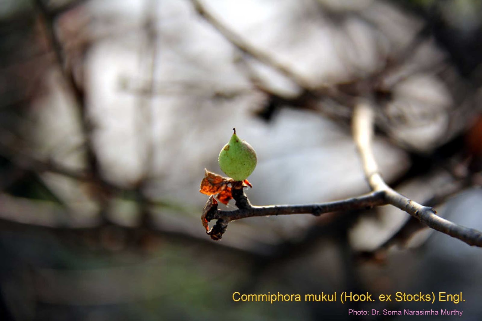Medicinal Plants: Commiphora mukul Commiphora wightii Guggulu