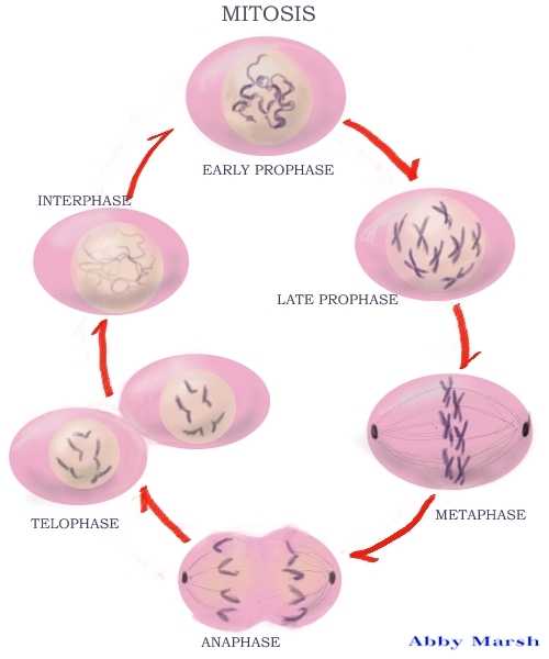 Blog de Biología: Videos de Mitosis