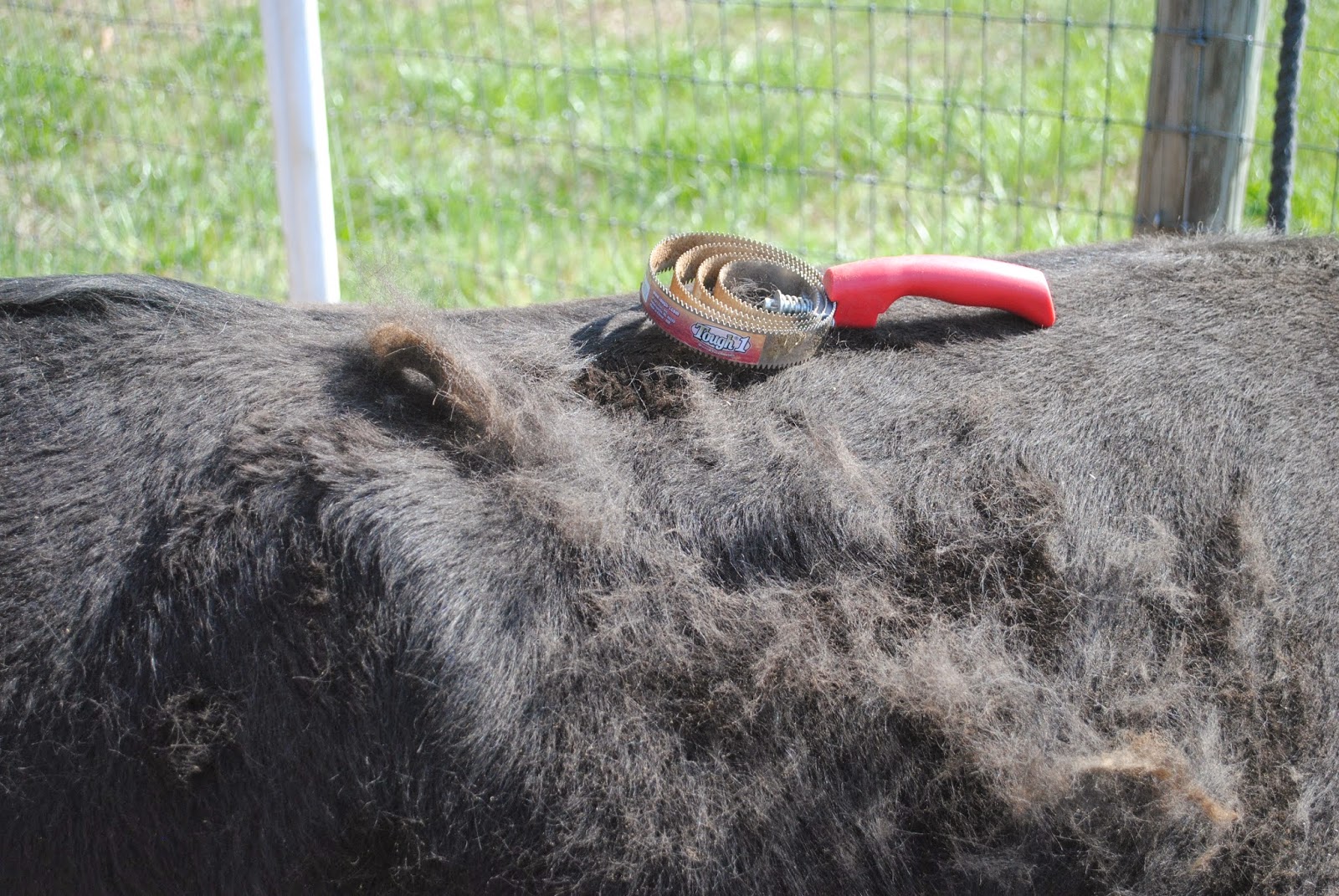 Adventures on Zephyr Hill Farm: Spa Day for Cows