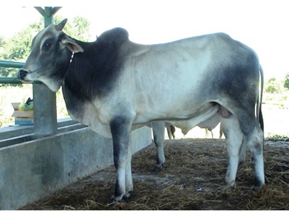 BP3K KECAMATAN MENDAHARA ULU: JENIS DAN BANGSA SAPI POTONG