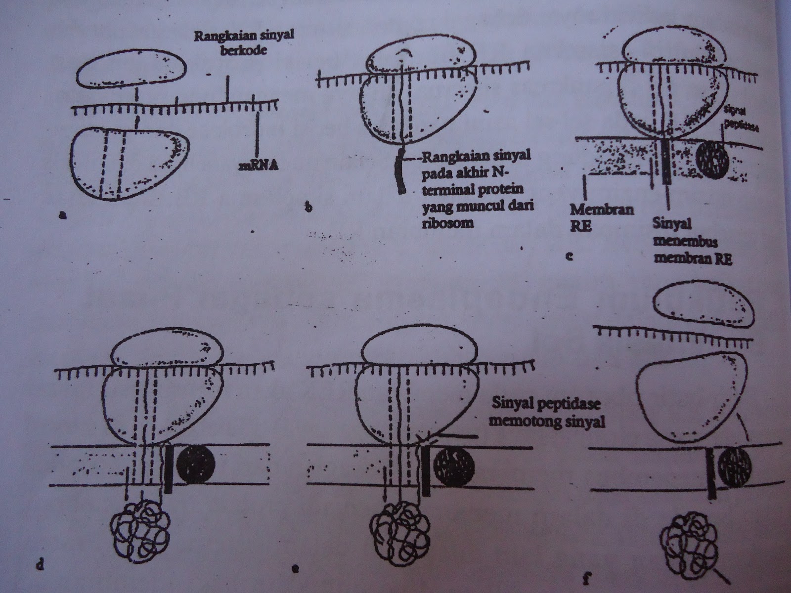 Sarina's Note: Makalah Biologi: Sel ORGANELA YANG TERLIBAT DALAM JALUR ...