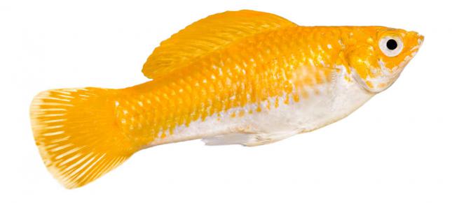 Artes de Pesca: EL PEZ MOLLY