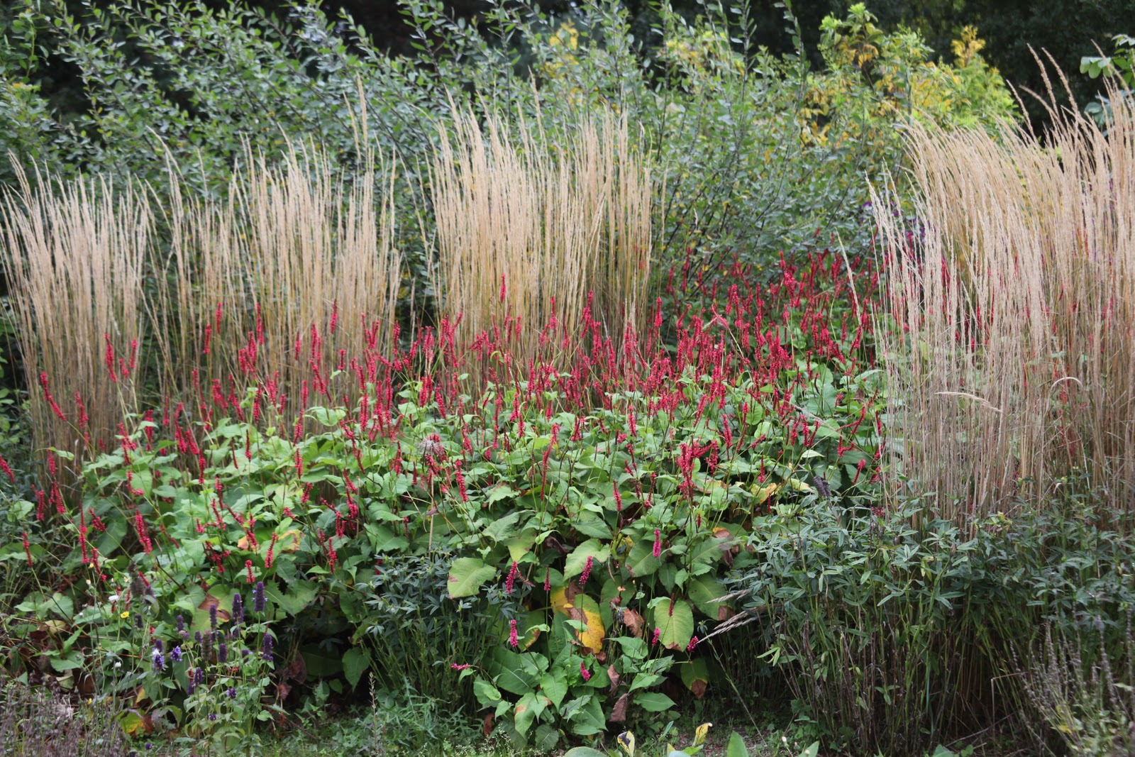 Garden Living: Sammenplanting med prydgress