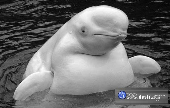 Amazing Photos: Fattest Animals in the World