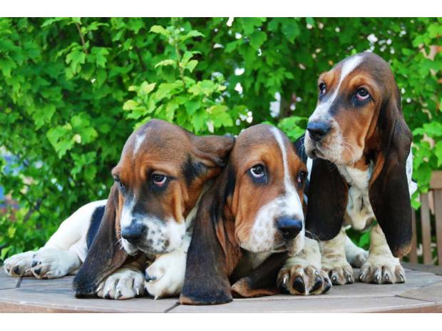 El ojo del buitre: Perros - Basset Hound