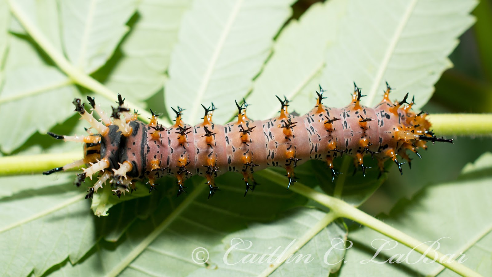 Northwest Butterflies: Citheronia splendens...Splendid Royal Moth