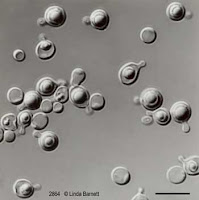 Buah Karya ILMU GIZI 2010: Debaryomyces occidentalis