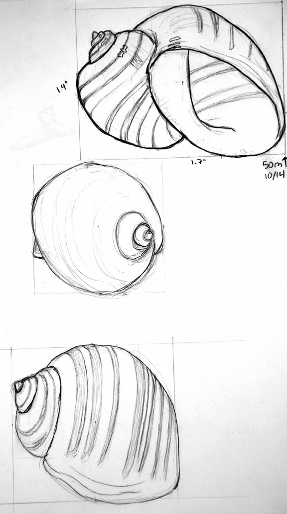 Inky Phalangies Thoughts: Apple Snail