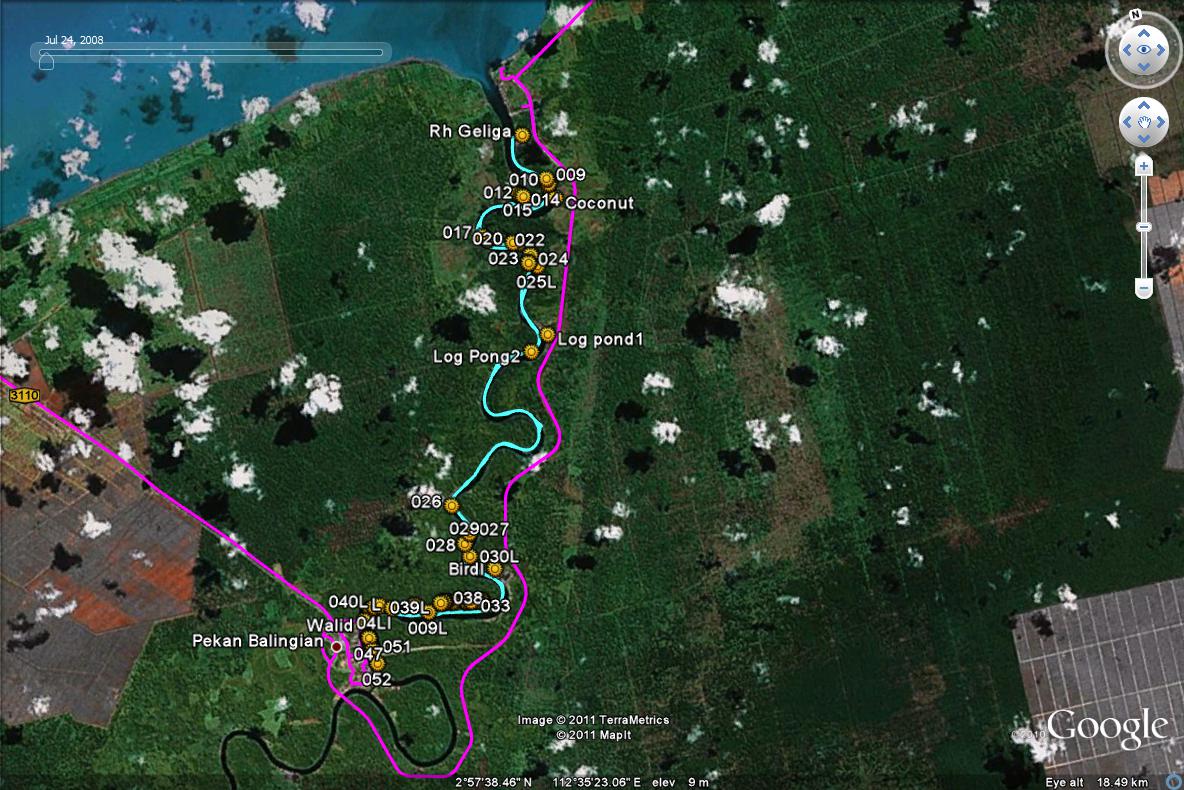 SARAWAK FIREFLIES: CFZ Sg Balingian