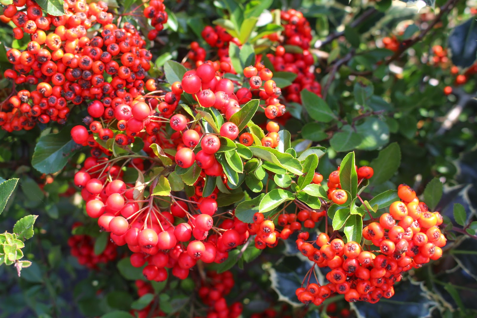 Plant Profile: Pyracantha