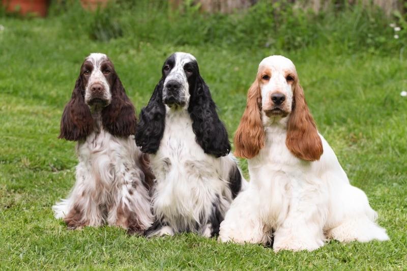 NUNCAJAMAS COCKER: EL TIPO EN EL COCKER INGLES (SPANISH & ENGLISH)