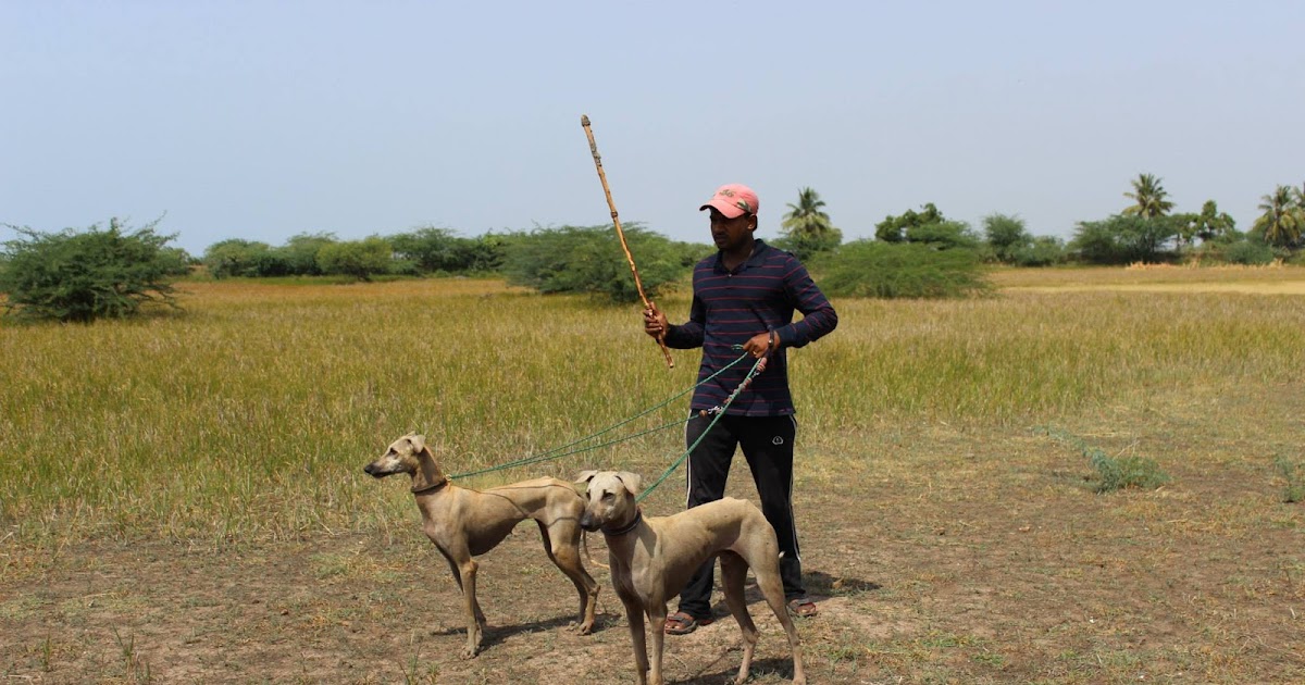 Kanni Dog Breed Information