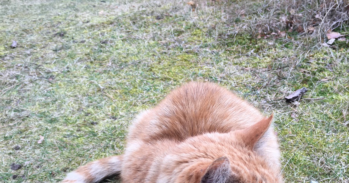 Katten Gustav: Fokuserad