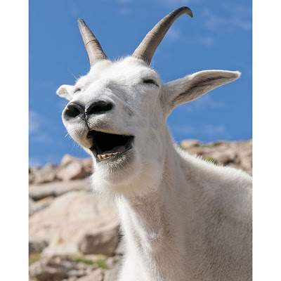 Amazing animal-Laughing goat | OSMEB