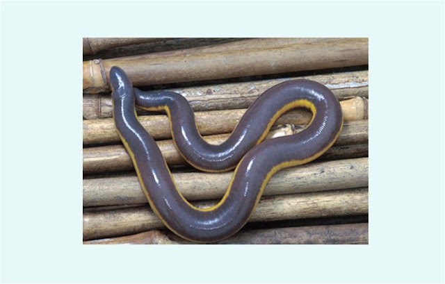 Amfibi : Pengertian, Ciri, Struktur Tubuh, Klasifikasi - Jegeristik