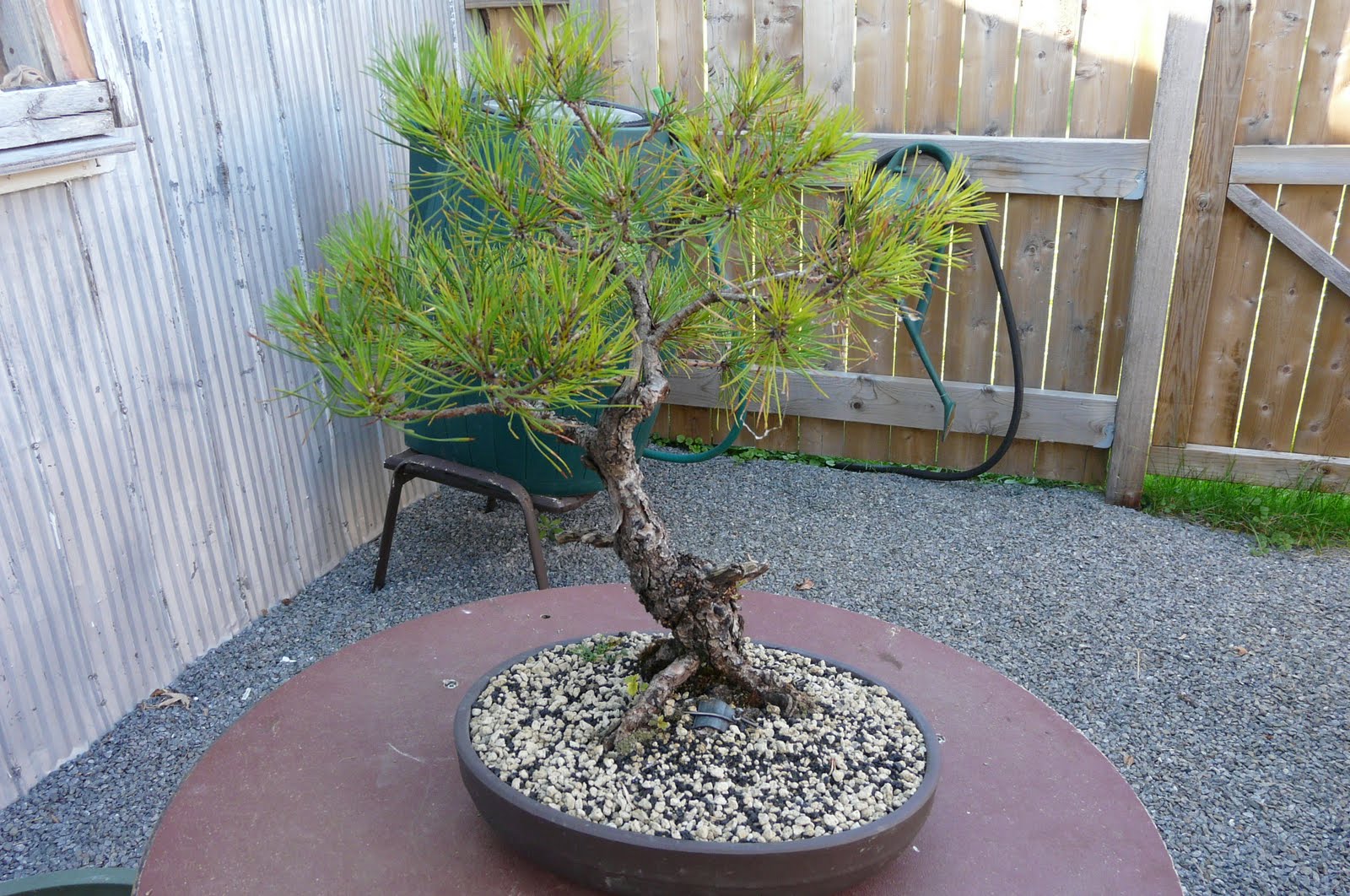Bonsai au Québec: Pincage des chandelles d'un pin noir et d'un pin rigide