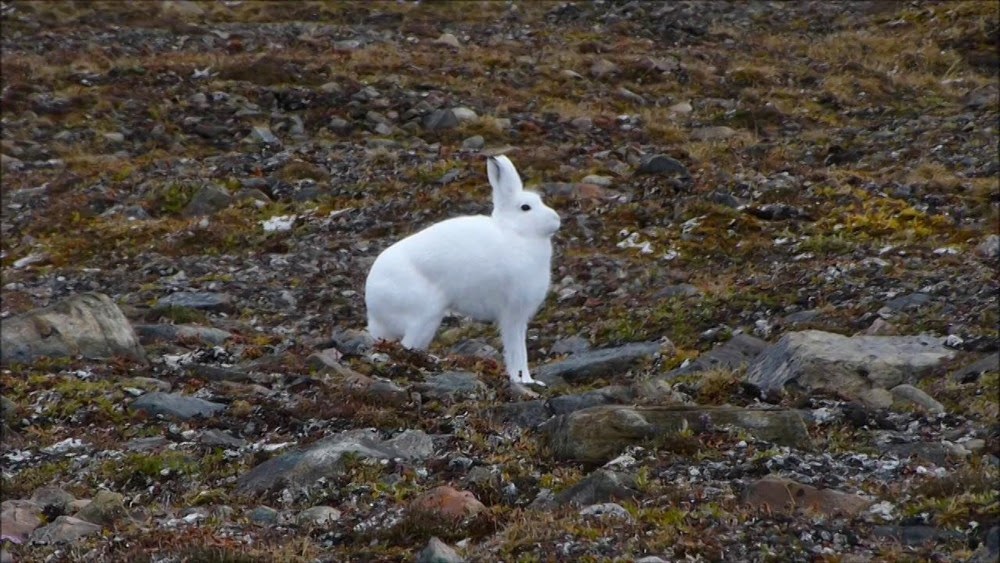 The Arctic Hare