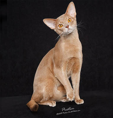 Encyclopedia of Cats Breed: Fawn Abyssinian Cat