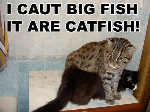 I caut big fish, it are Catfish! | Funny Cat Pictures