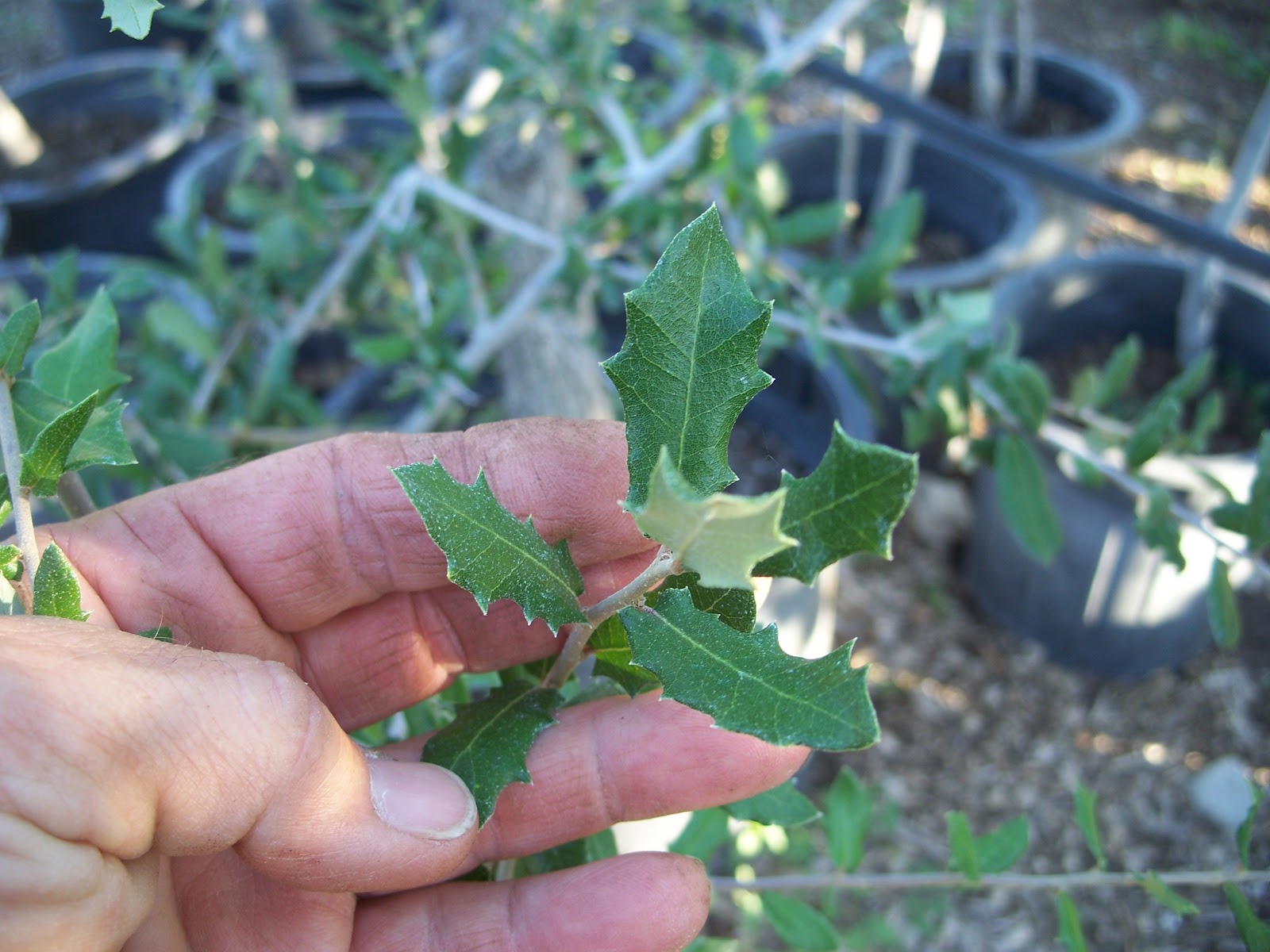 September Tree of the Month: New Mexico Live Oak