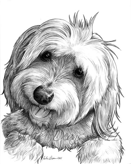 Artist In Milton Ontario - A Drawing a Day!: Coton De Tulear by Milton ...