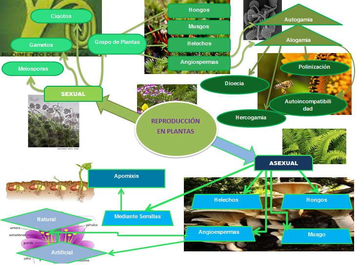 REPRODUCCIÓN DE LOS ORGANISMOS VIVOS: noviembre 2015