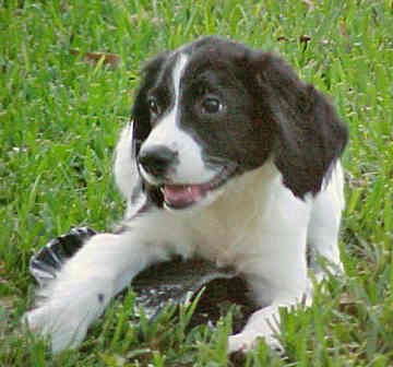Animal Photo: English Springer Spaniel Puppies