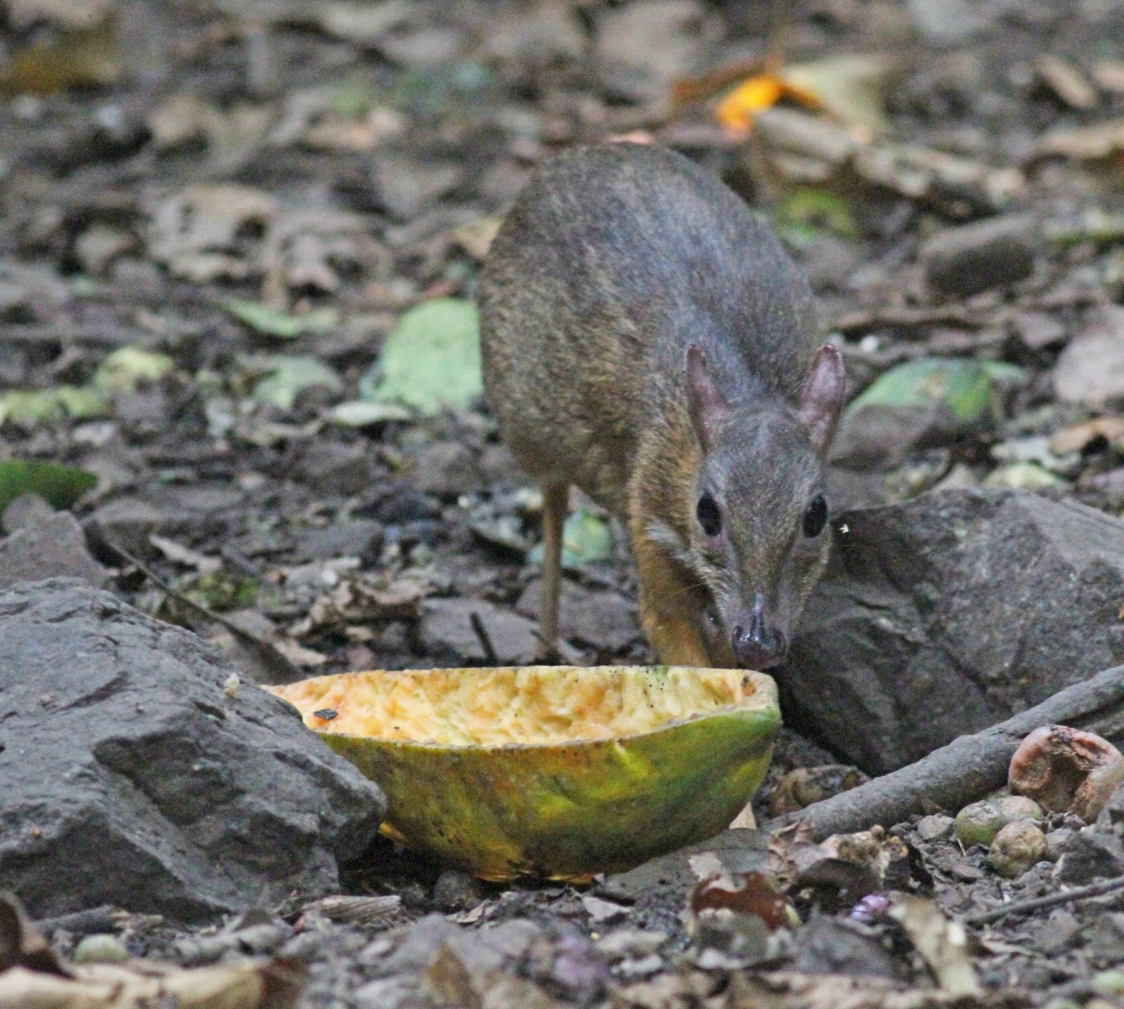 Simon and Karen Spavin: Chevrotain (Lesser Mouse-deer), Kaeng Krachan ...